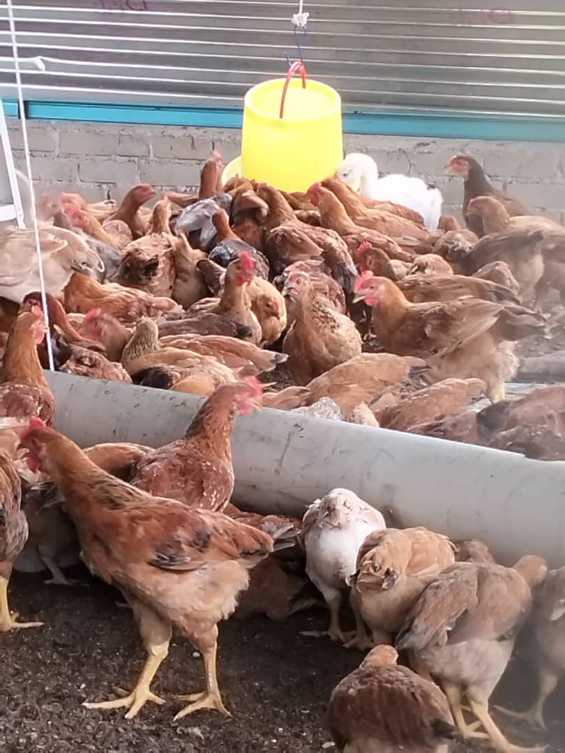 Marketplace Agro Borong | Pertanian | Penternakan | Pemborong