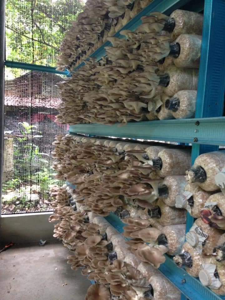 Marketplace Agro Borong | Pertanian | Penternakan | Pemborong