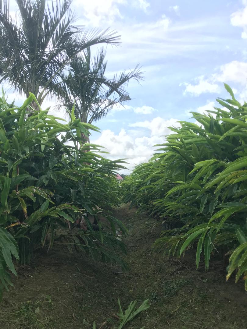 Marketplace Agro Borong | Pertanian | Penternakan | Pemborong