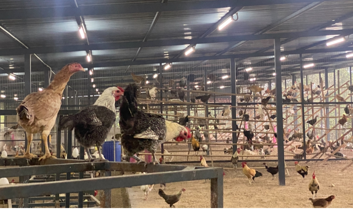 Marketplace Agro Borong | Pertanian | Penternakan | Pemborong