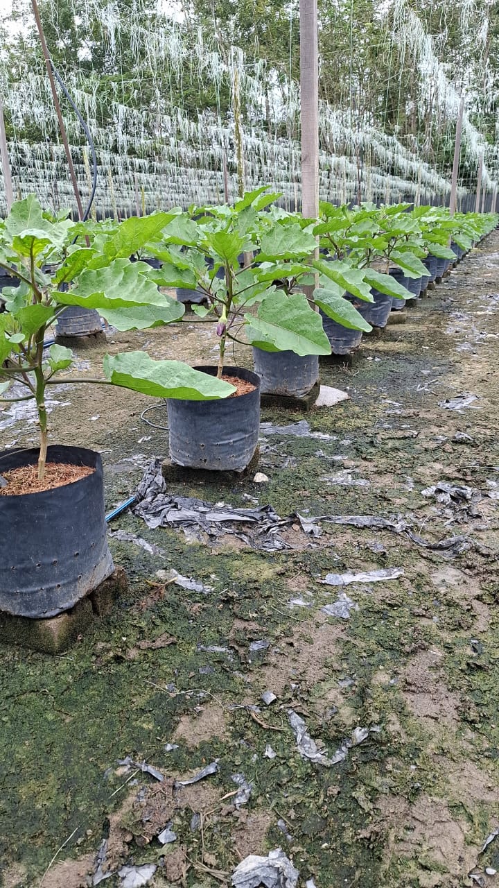 Marketplace Agro Borong | Pertanian | Penternakan | Pemborong