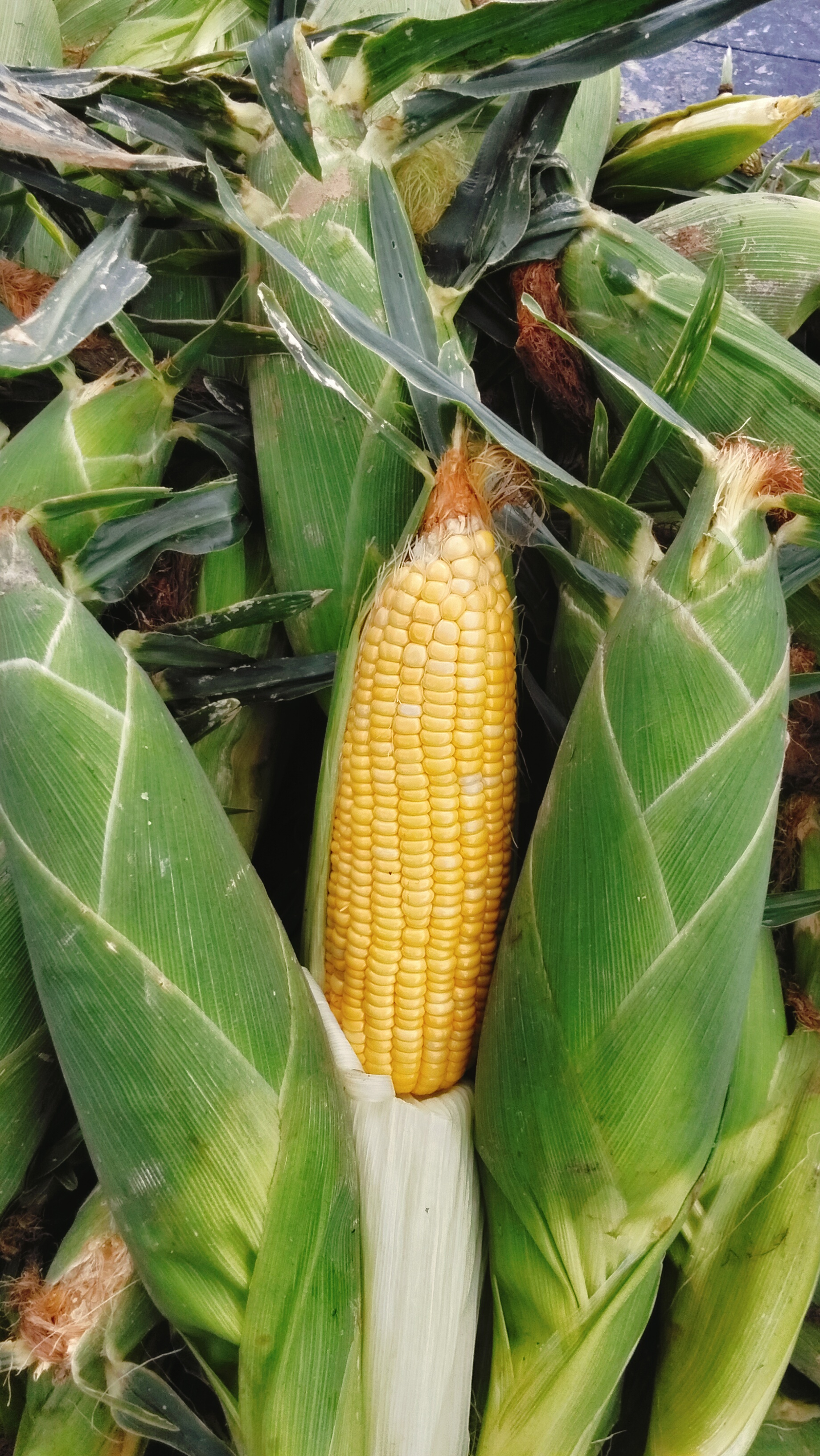 Marketplace Agro Borong | Pertanian | Penternakan | Pemborong