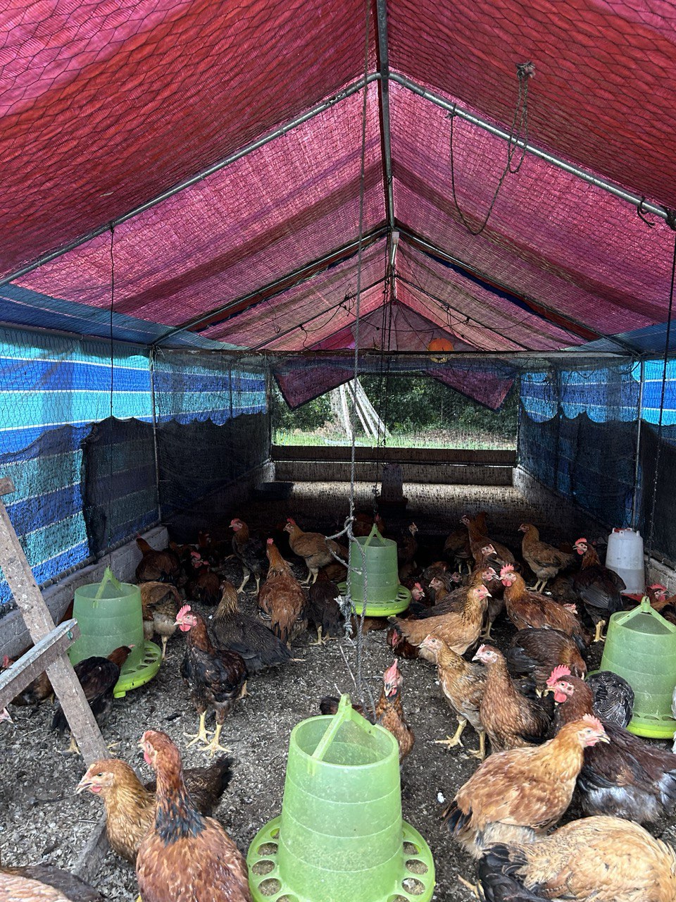 Marketplace Agro Borong | Pertanian | Penternakan | Pemborong