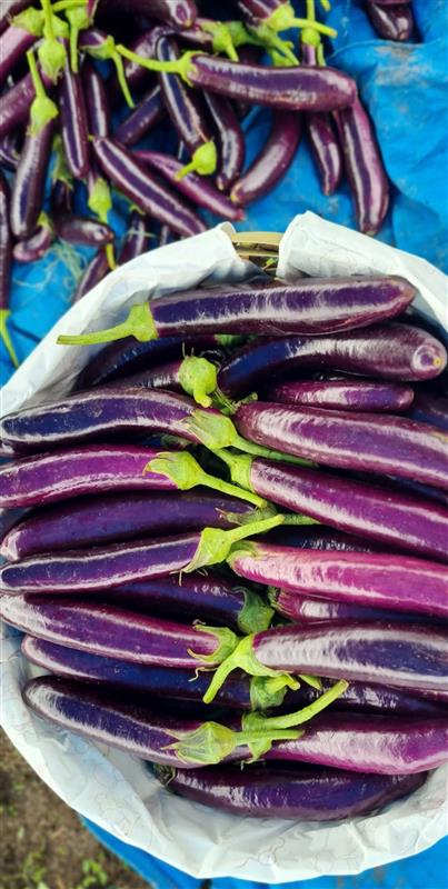 Marketplace Agro Borong | Pertanian | Penternakan | Pemborong