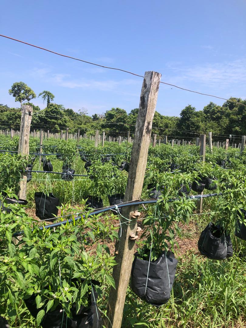 Marketplace Agro Borong | Pertanian | Penternakan | Pemborong