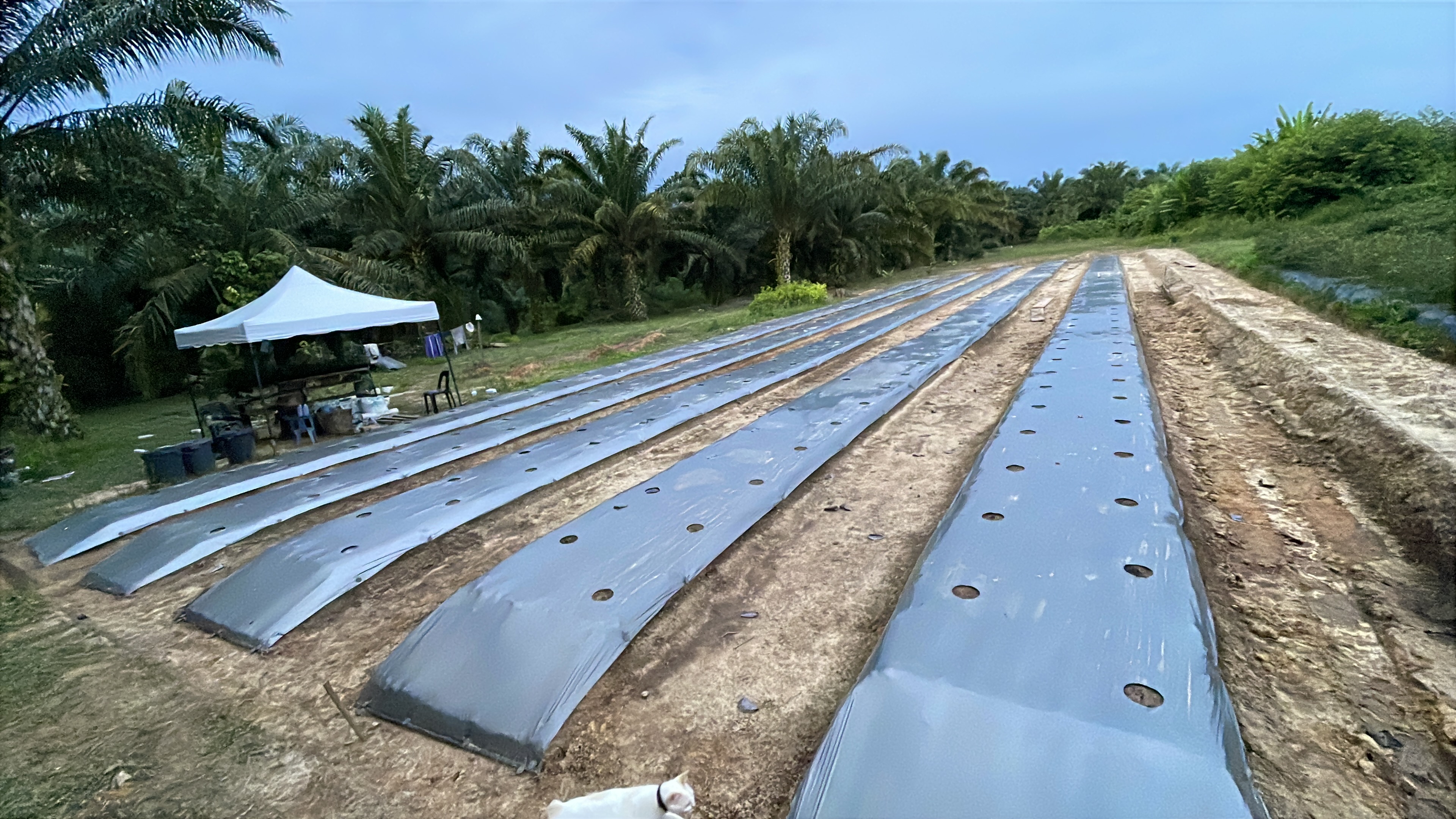 Marketplace Agro Borong | Pertanian | Penternakan | Pemborong