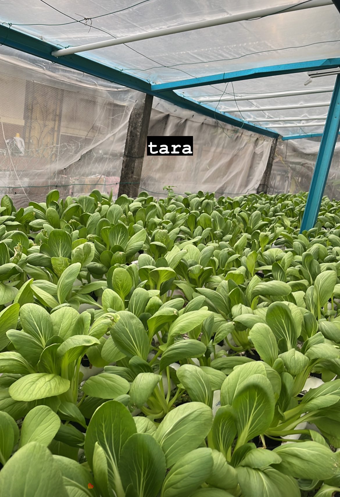 Marketplace Agro Borong | Pertanian | Penternakan | Pemborong