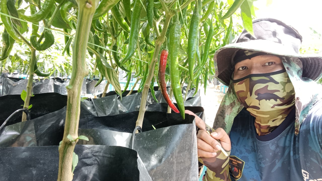 Marketplace Agro Borong | Pertanian | Penternakan | Pemborong