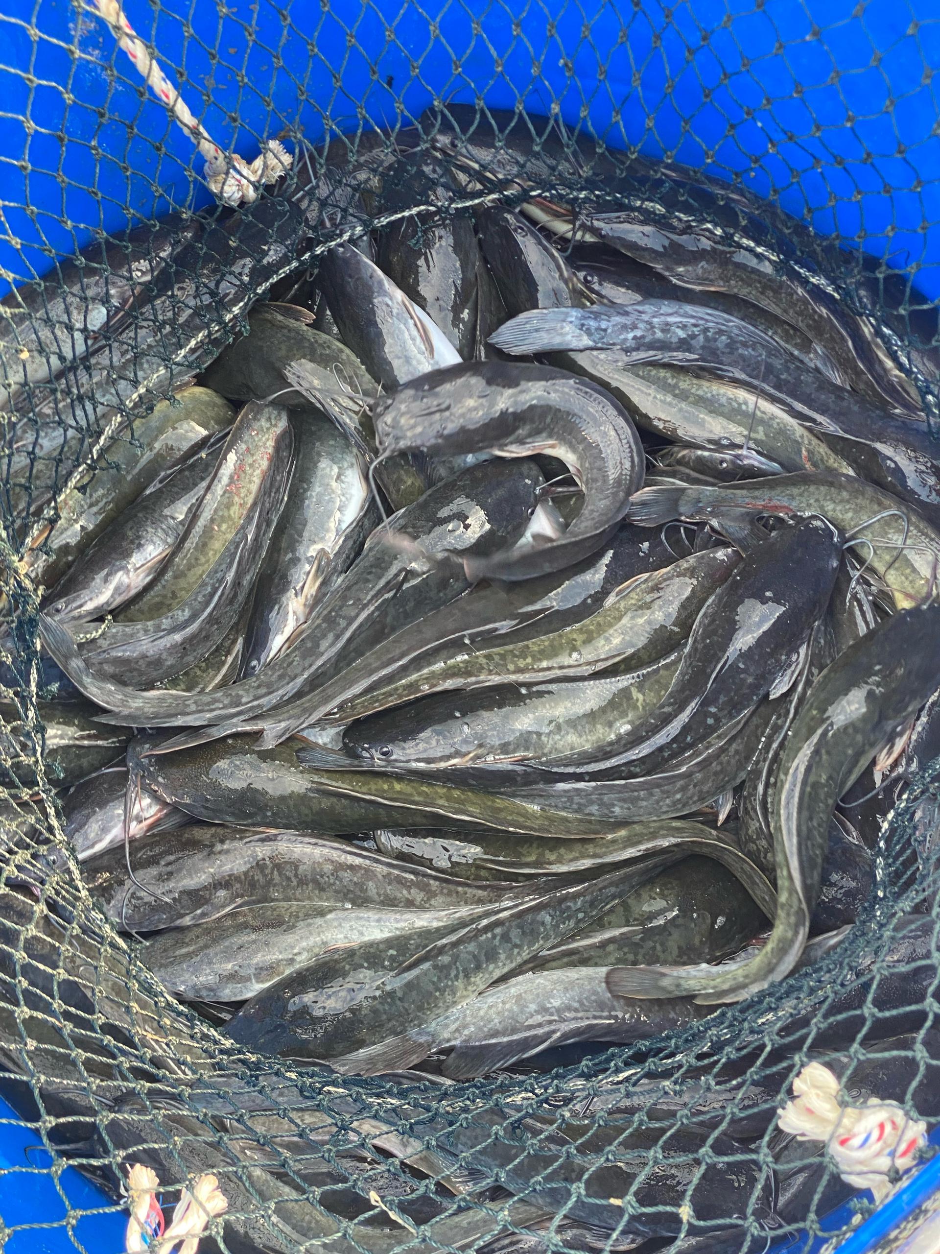 Marketplace Agro Borong | Pertanian | Penternakan | Pemborong