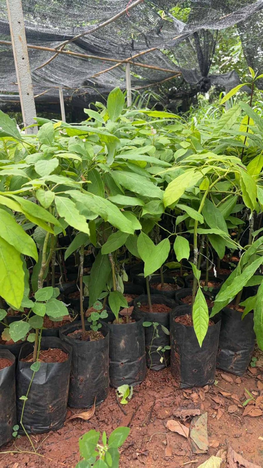 Marketplace Agro Borong | Pertanian | Penternakan | Pemborong