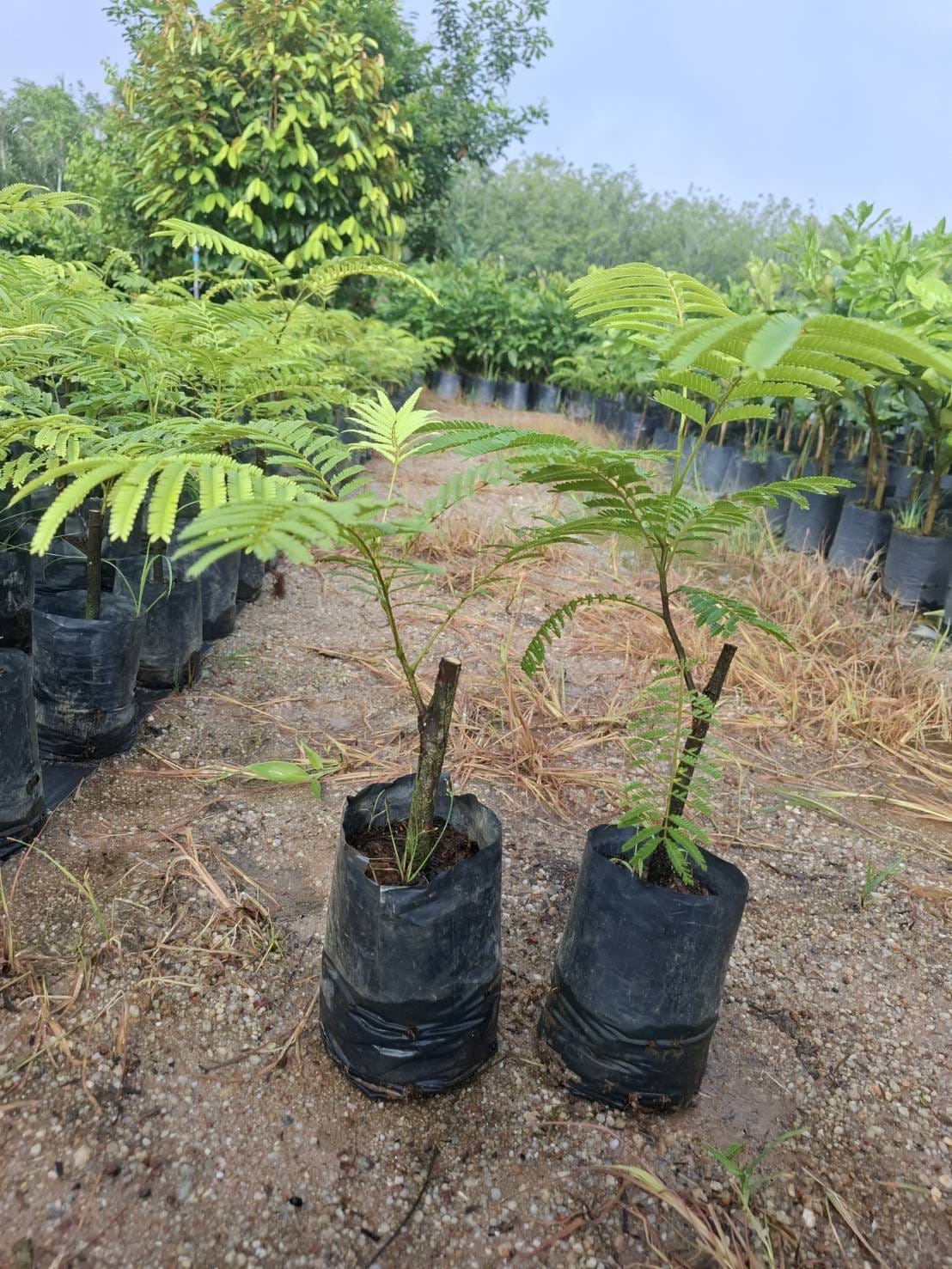 Marketplace Agro Borong | Pertanian | Penternakan | Pemborong