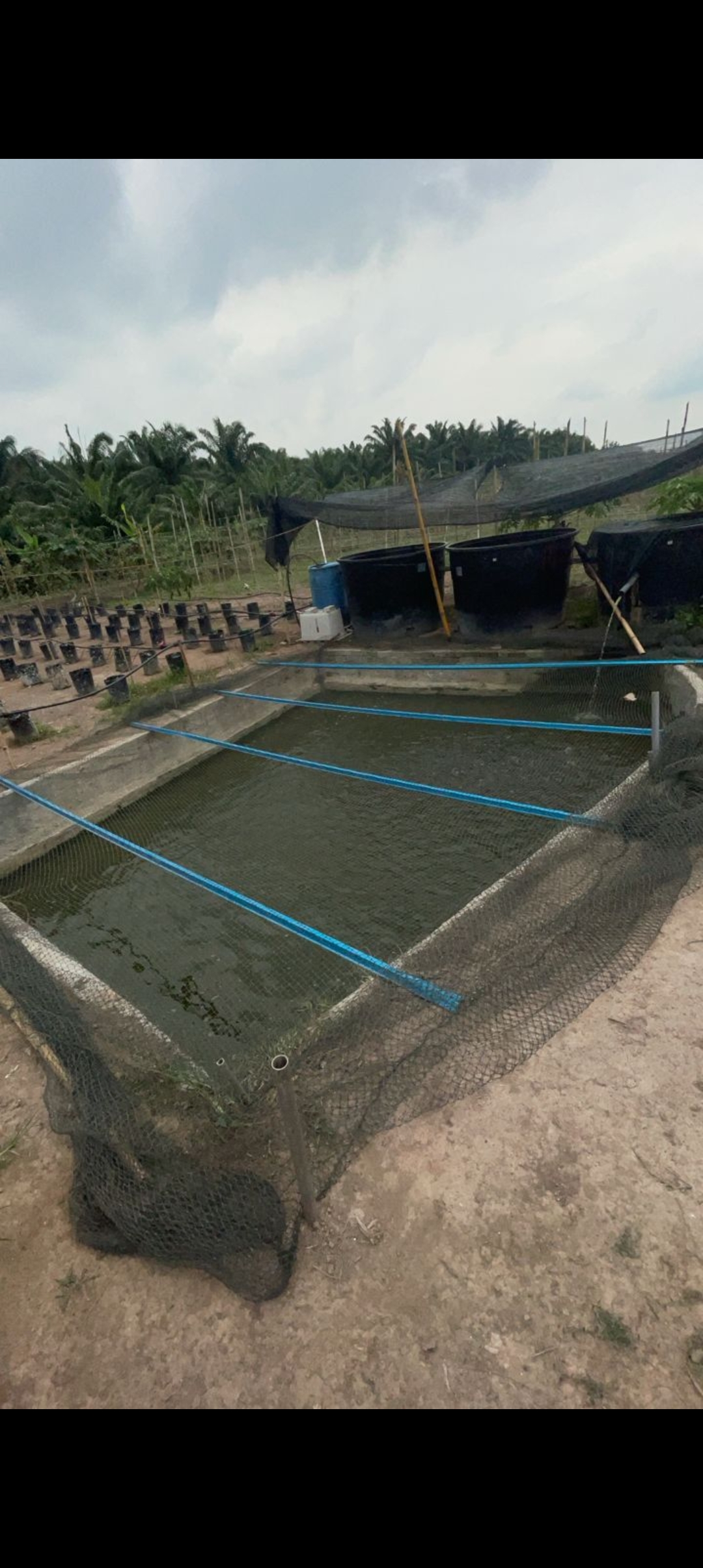 Marketplace Agro Borong | Pertanian | Penternakan | Pemborong