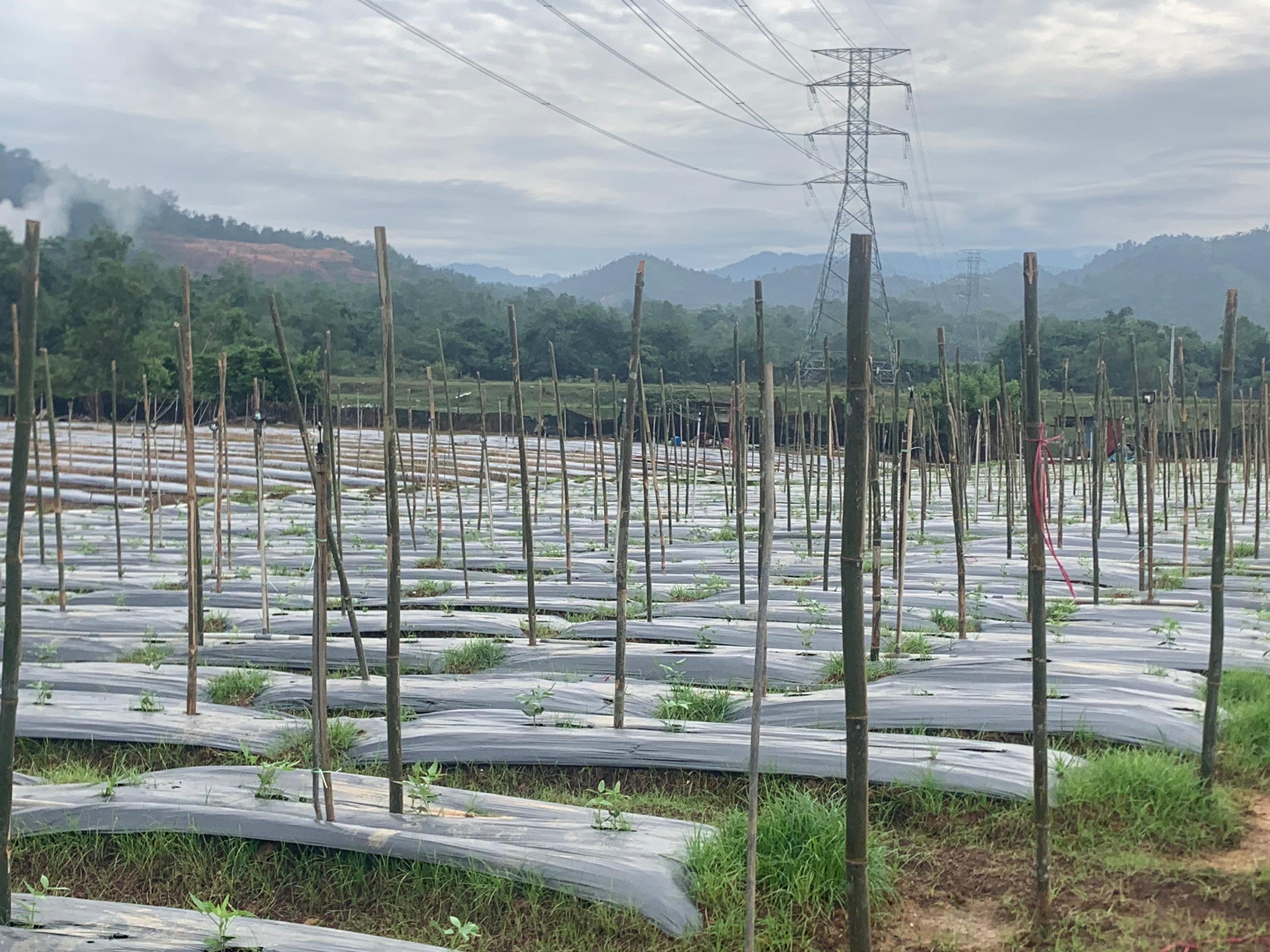 Marketplace Agro Borong | Pertanian | Penternakan | Pemborong