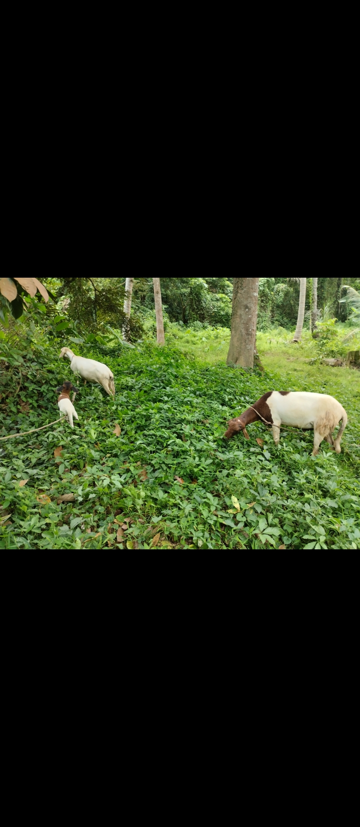 Marketplace Agro Borong | Pertanian | Penternakan | Pemborong