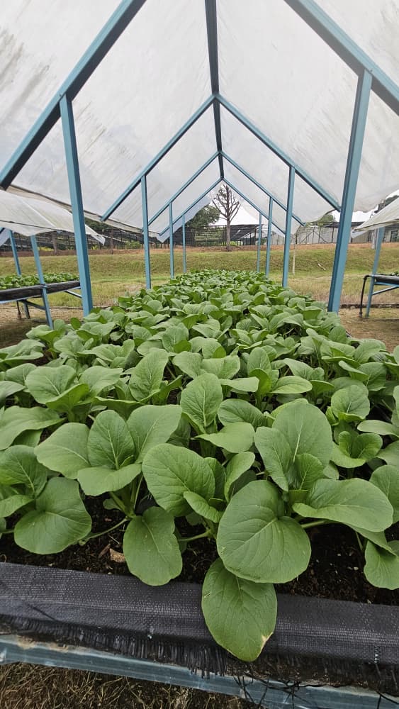 Marketplace Agro Borong | Pertanian | Penternakan | Pemborong