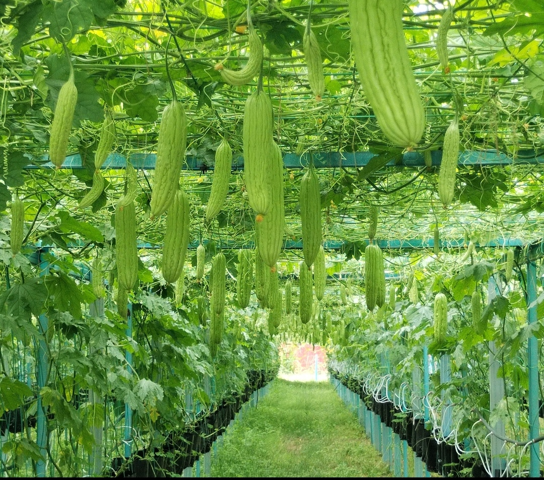 Marketplace Agro Borong | Pertanian | Penternakan | Pemborong