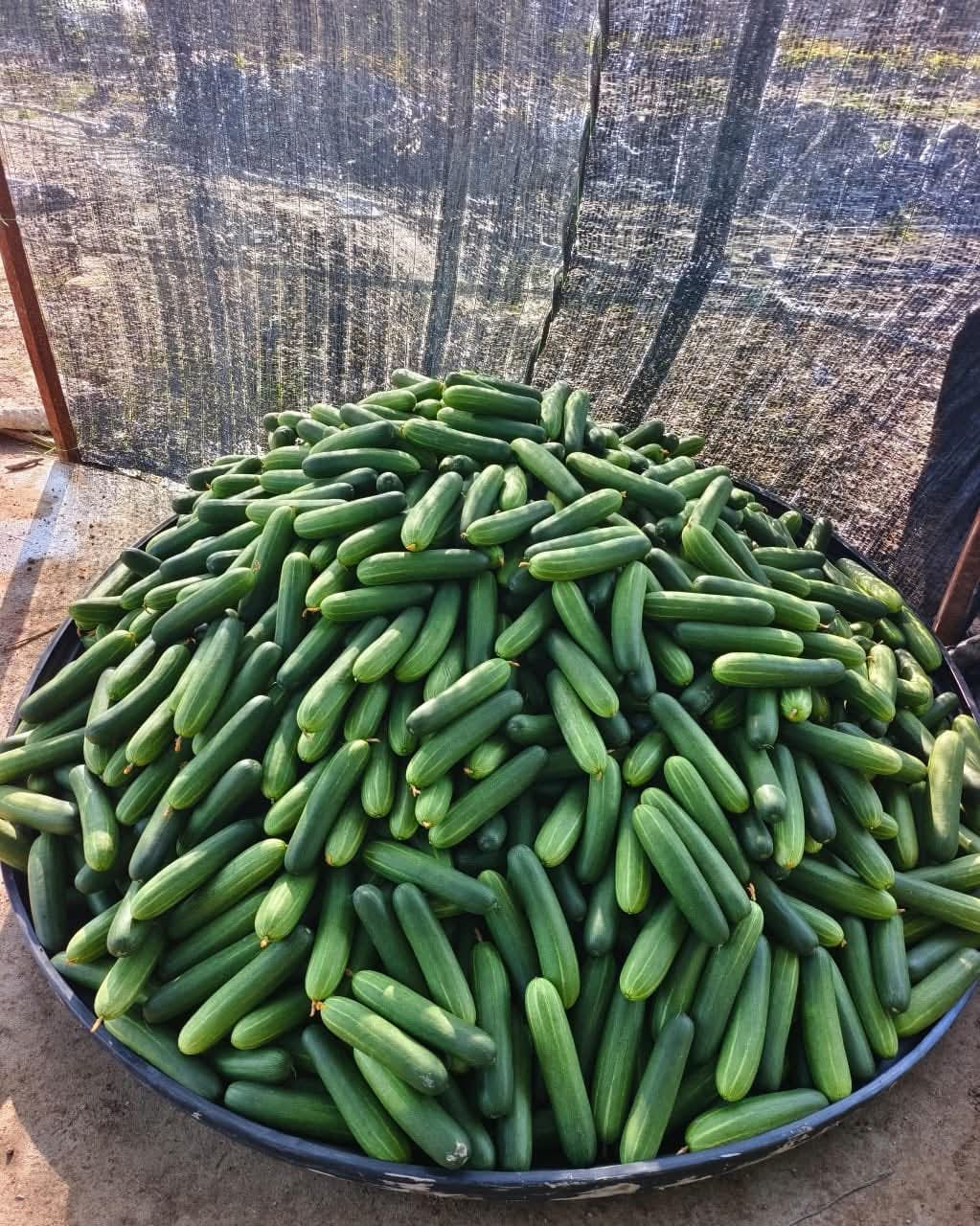 Marketplace Agro Borong | Pertanian | Penternakan | Pemborong