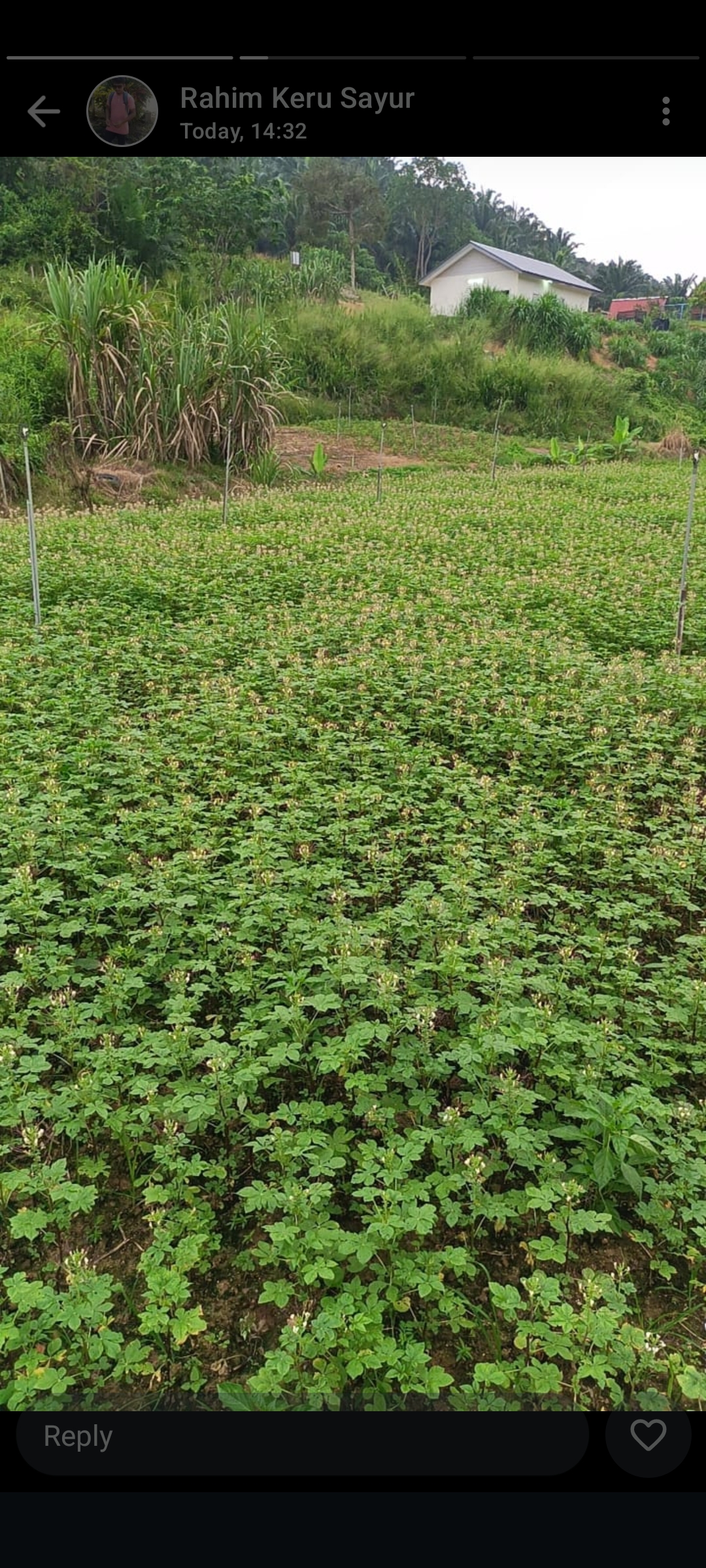 Marketplace Agro Borong | Pertanian | Penternakan | Pemborong