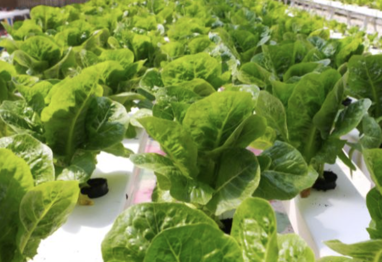 Marketplace Agro Borong | Pertanian | Penternakan | Pemborong