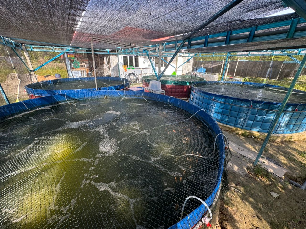 Marketplace Agro Borong | Pertanian | Penternakan | Pemborong