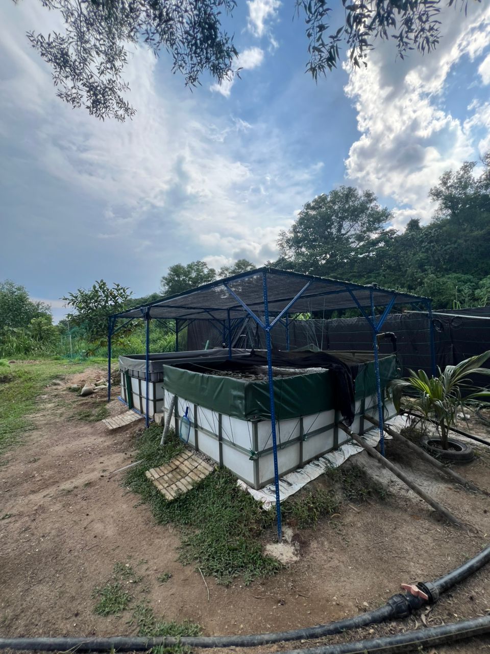 Marketplace Agro Borong | Pertanian | Penternakan | Pemborong