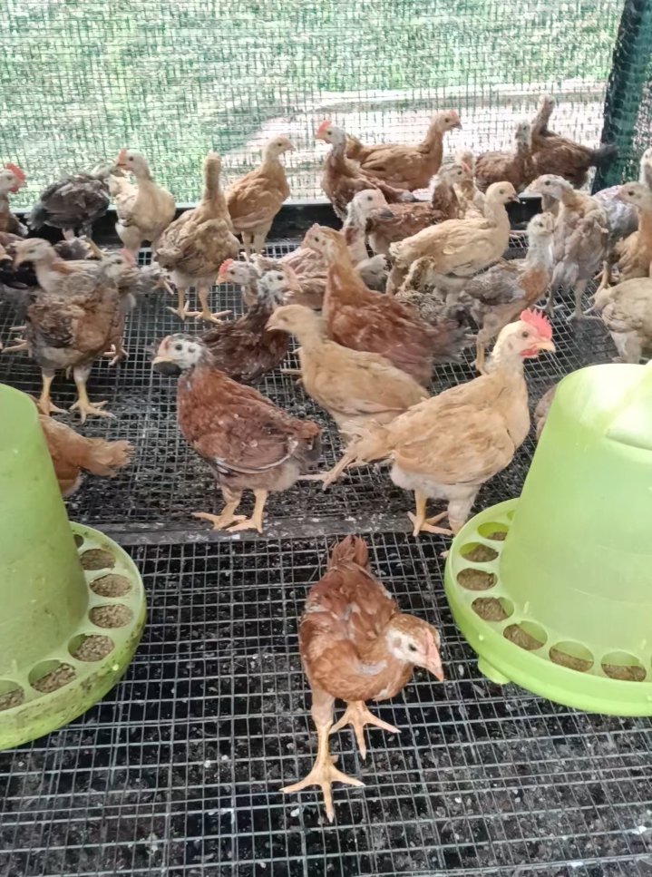 Marketplace Agro Borong | Pertanian | Penternakan | Pemborong