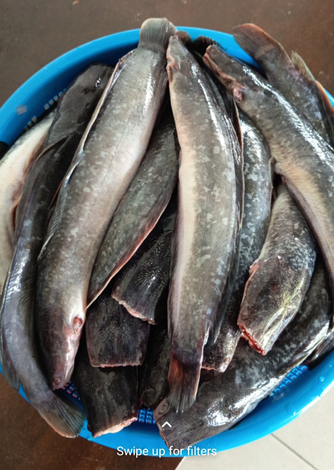 Marketplace Agro Borong | Pertanian | Penternakan | Pemborong