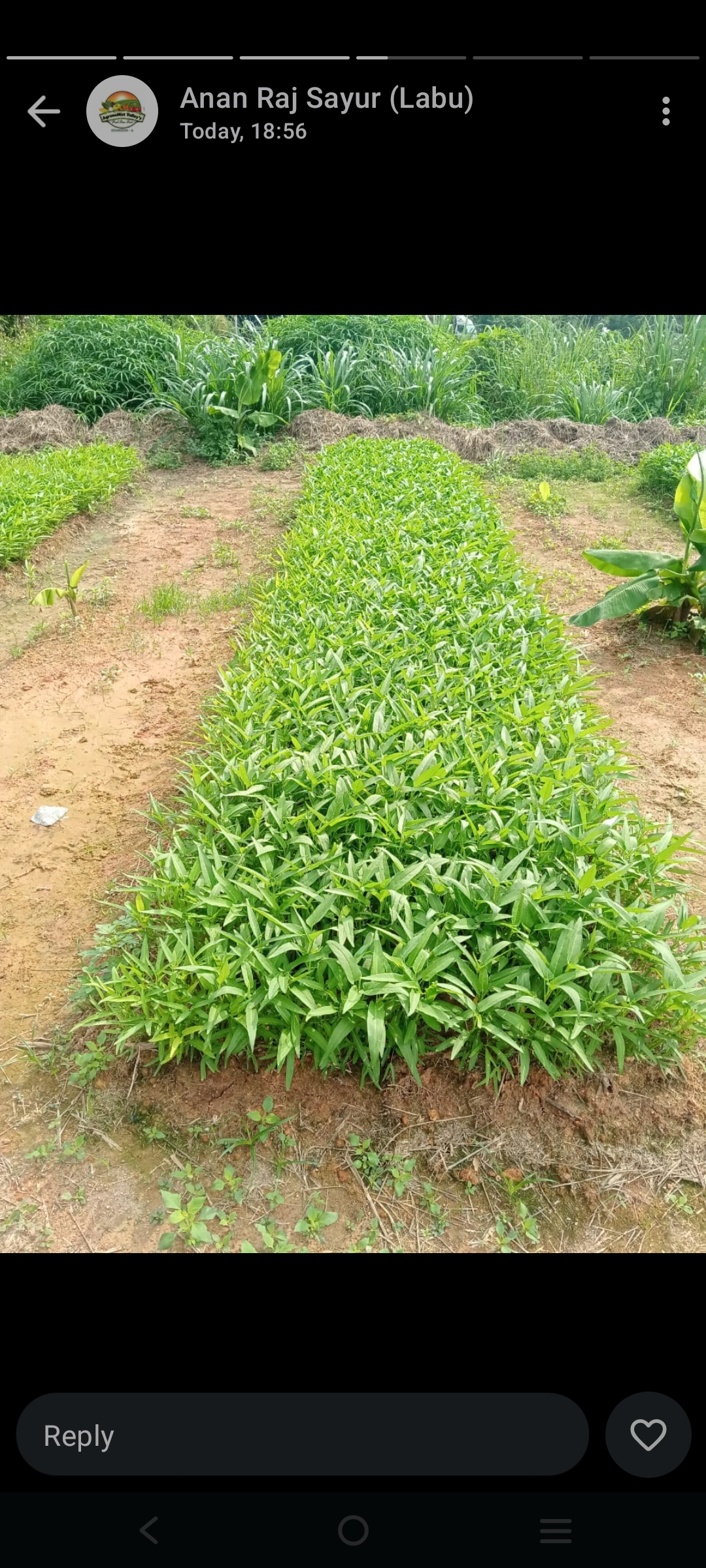 Marketplace Agro Borong | Pertanian | Penternakan | Pemborong